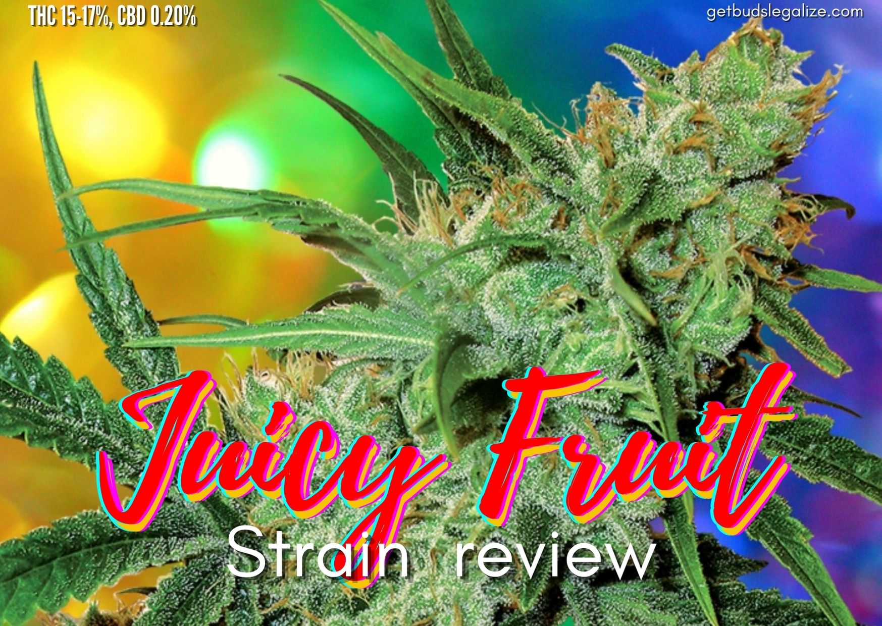 Juicy Fruit strain review - GetBudsLegalize.com Juicy Fruit strain review - GetBudsLegalize.com